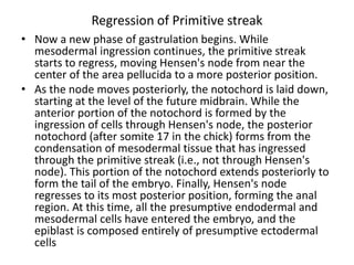 Development of chick | PPT