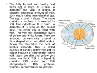 Development of chick | PPT