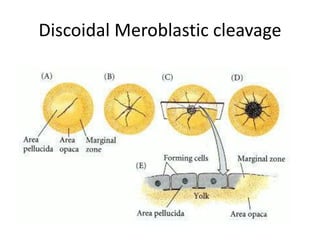 Development of chick | PPT