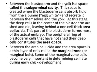 Development of chick | PPT