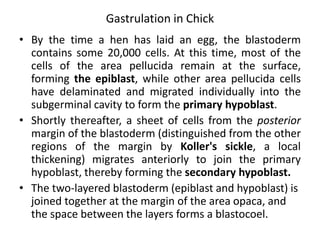 Development of chick | PPT