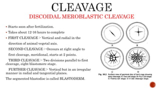 Development of chick.pptx