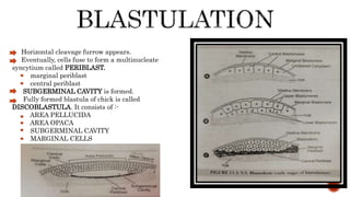 Development of chick.pptx