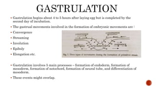 Development of chick.pptx
