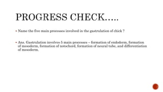 Development of chick.pptx
