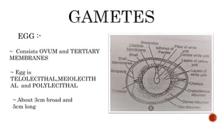 Development of chick.pptx