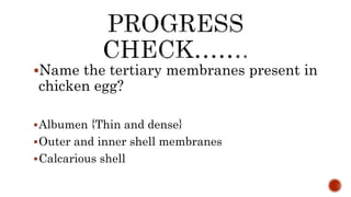 Development of chick.pptx
