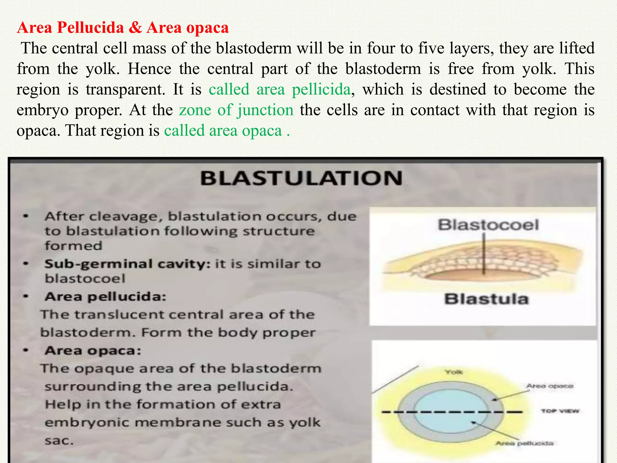 Development of chick embryo- structure of egg,cleavages,fate map and ...