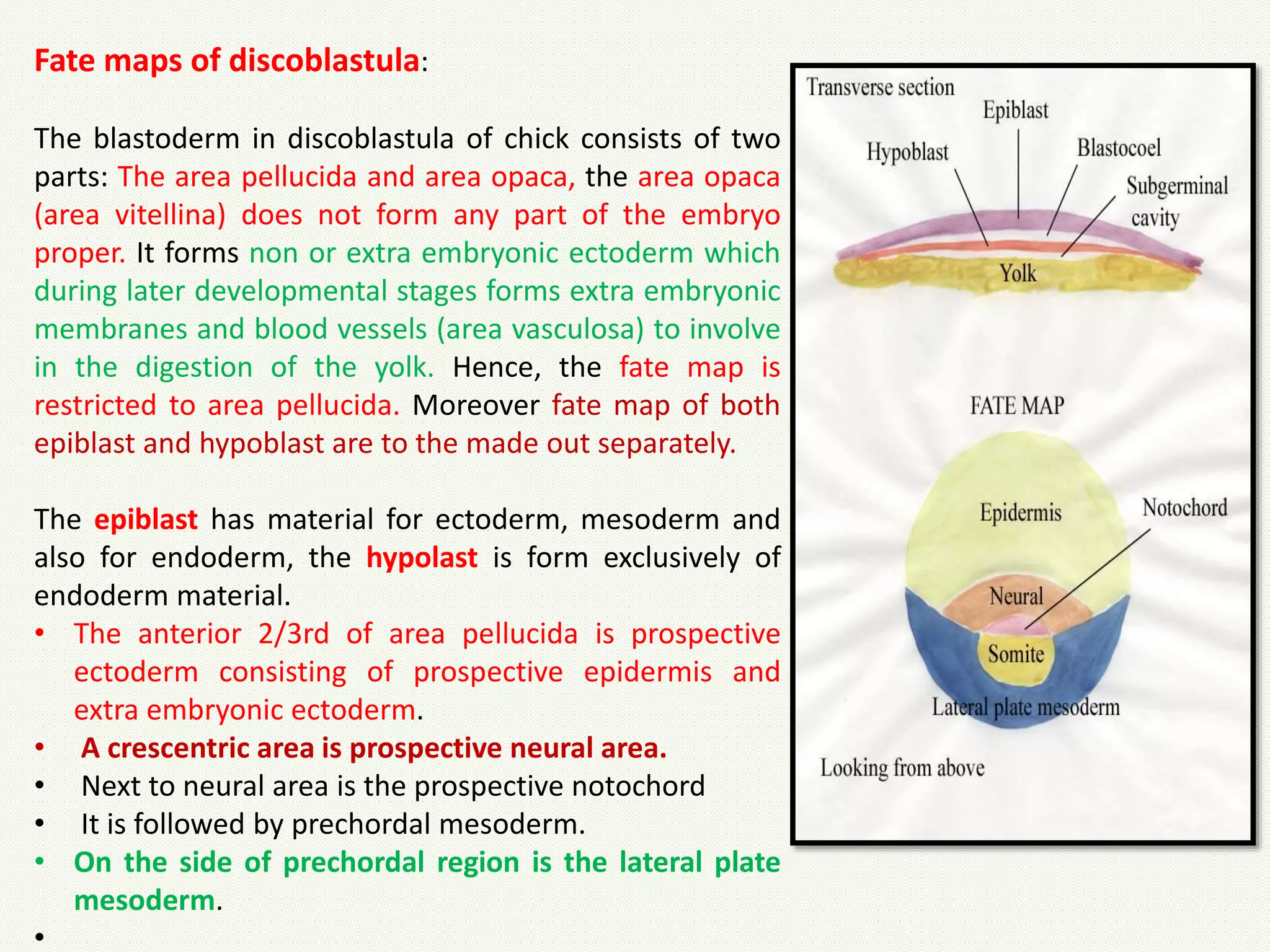 Development of chick embryo- structure of egg,cleavages,fate map and ...