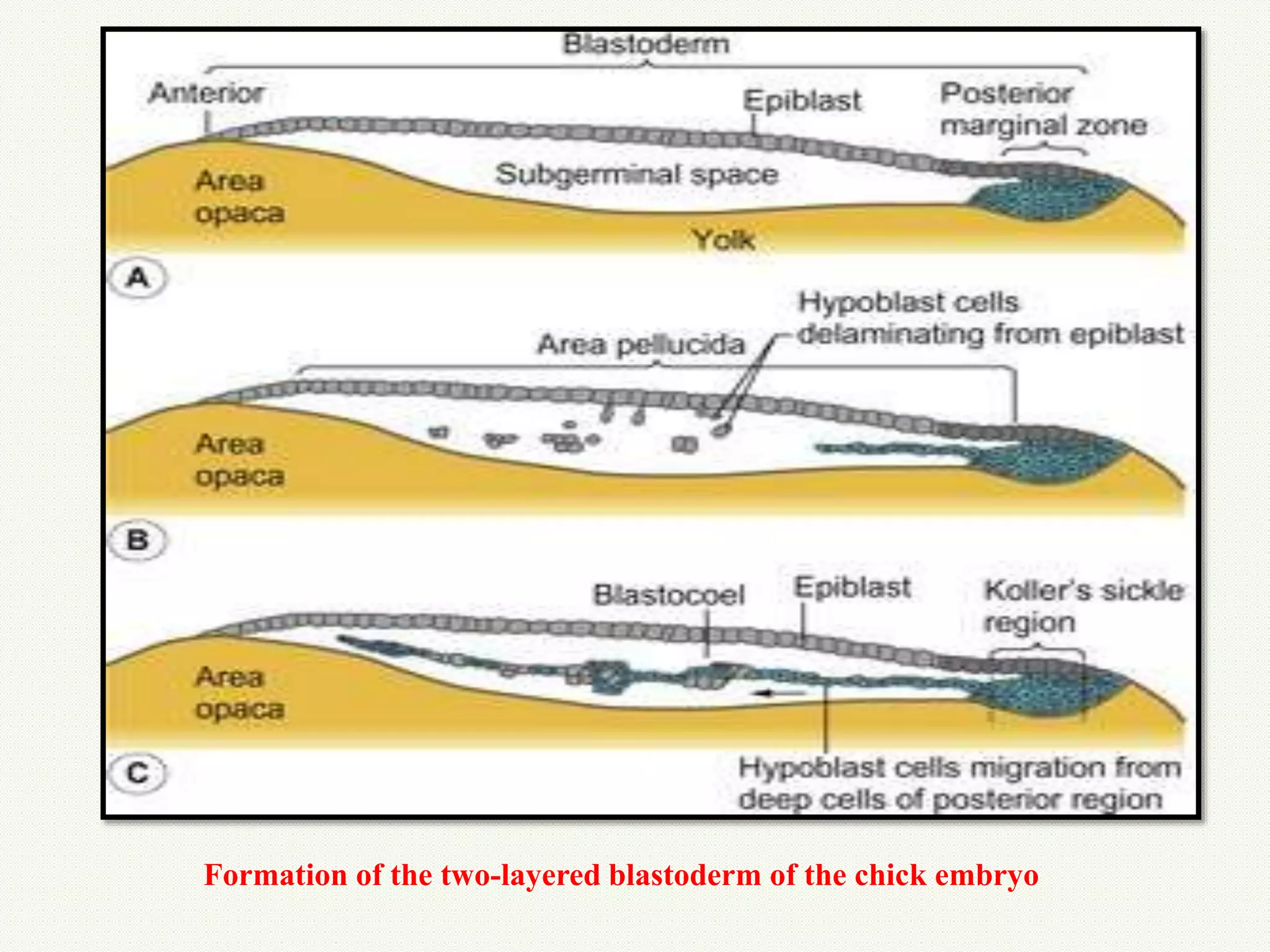 Development of chick embryo- structure of egg,cleavages,fate map and ...