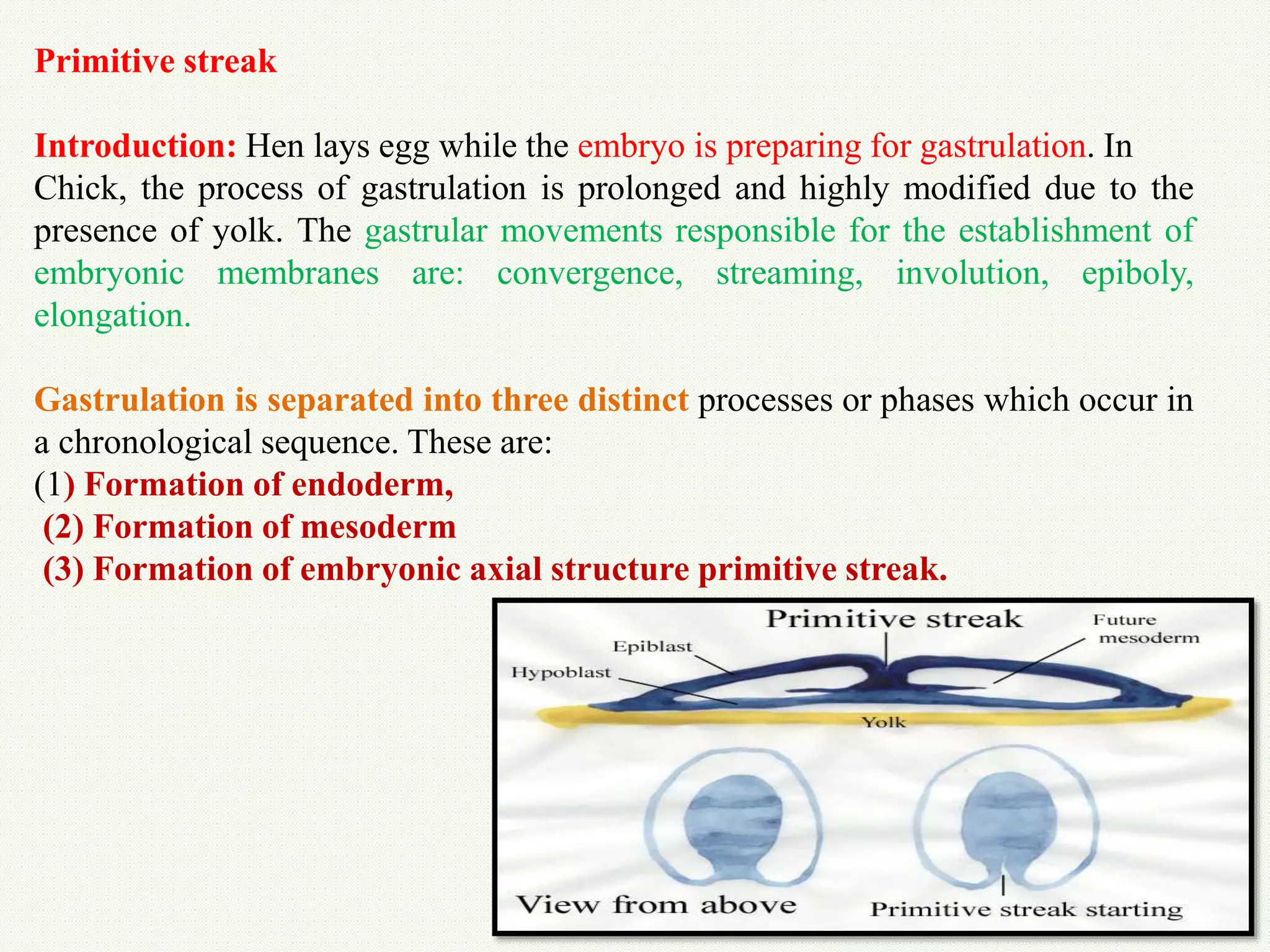 Development of chick embryo- structure of egg,cleavages,fate map and primitive streak | PPTX