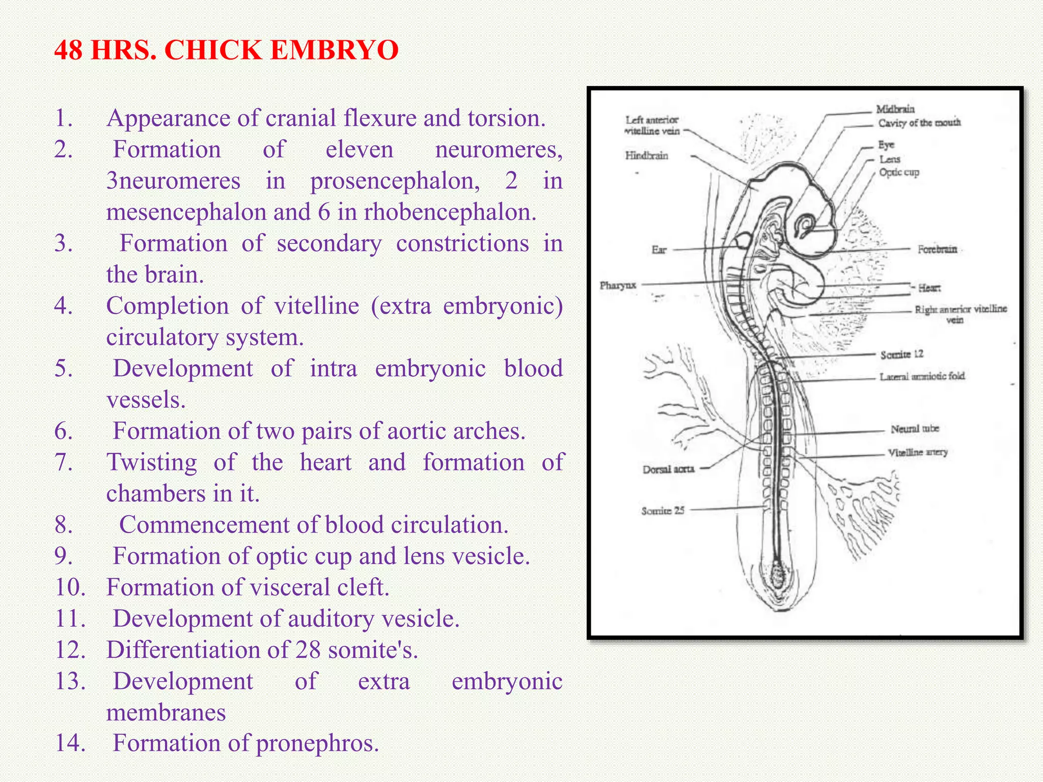 Development of chick embryo- structure of egg,cleavages,fate map and ...
