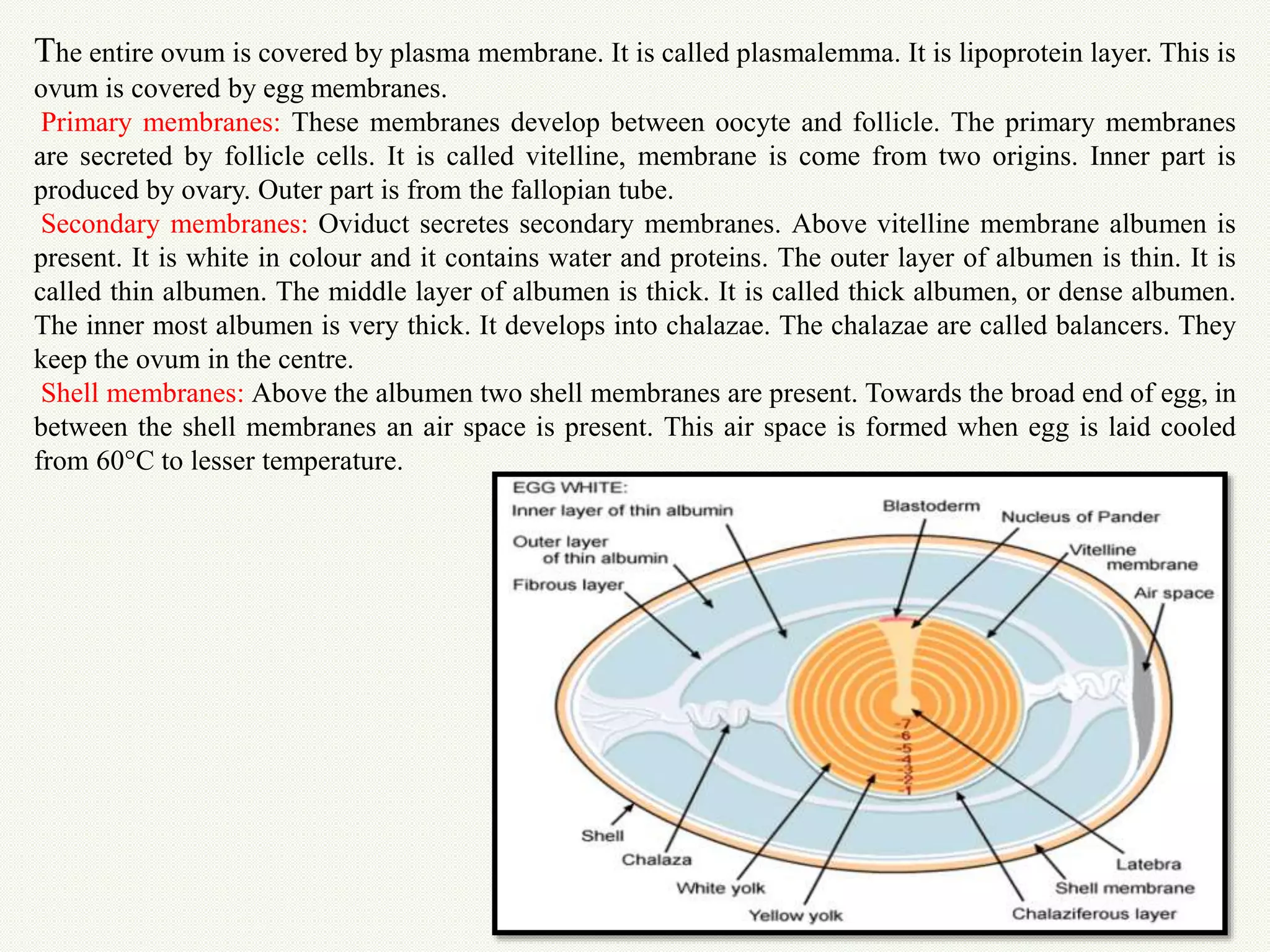 Development of chick embryo- structure of egg,cleavages,fate map and ...