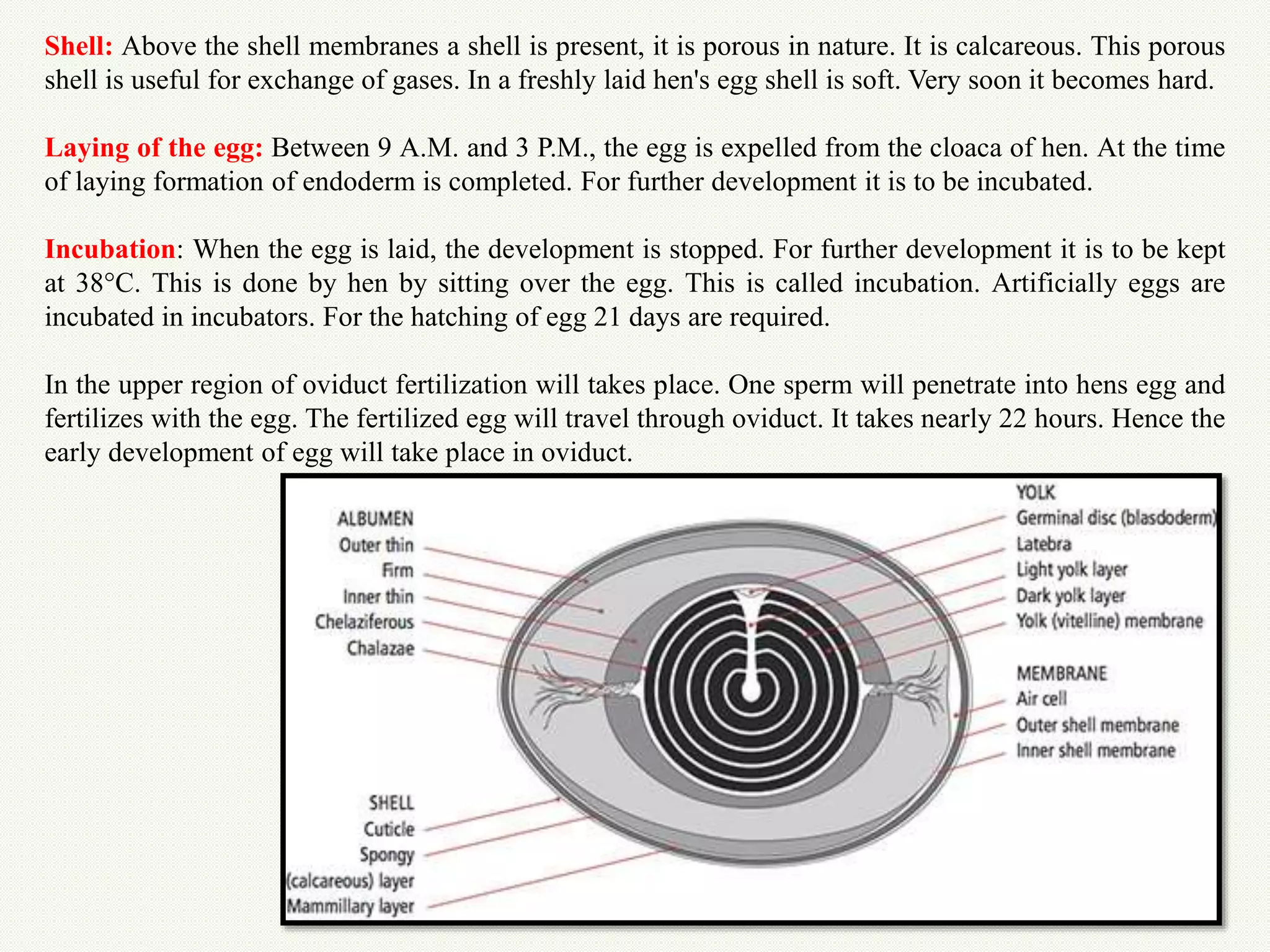 Development of chick embryo- structure of egg,cleavages,fate map and ...