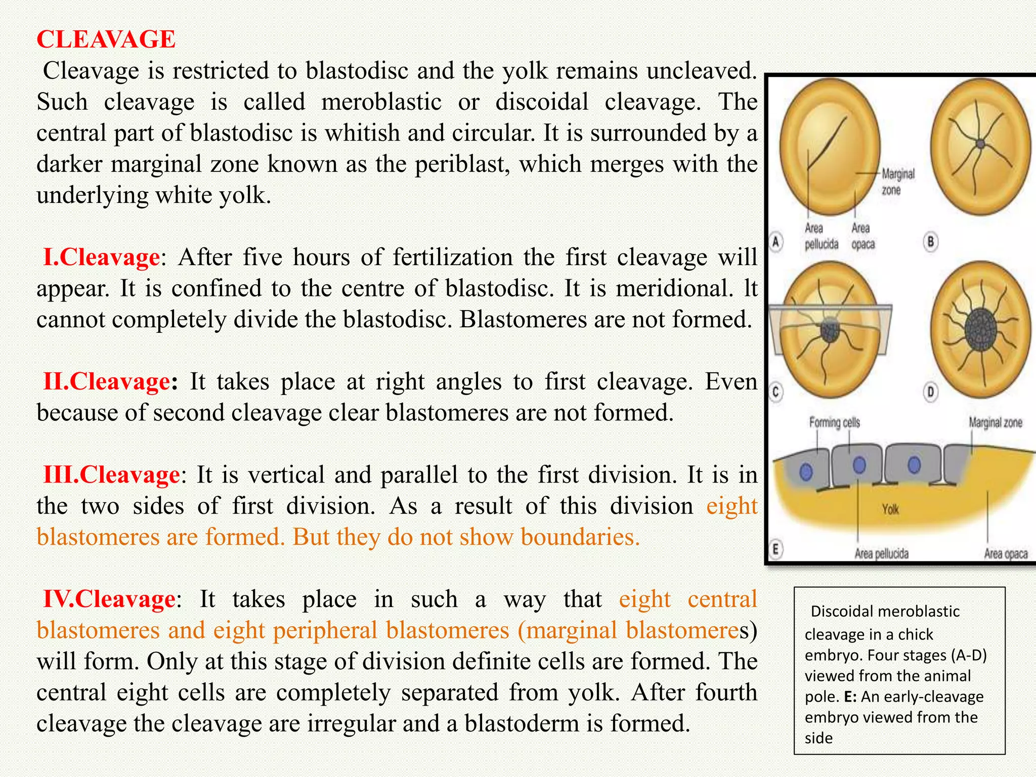 Development of chick embryo- structure of egg,cleavages,fate map and ...