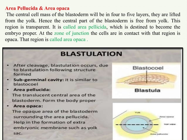 Development of chick embryo- structure of egg,cleavages,fate map and ...