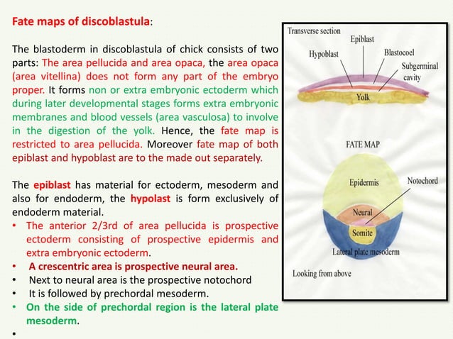 Development of chick embryo- structure of egg,cleavages,fate map and primitive streak | PPTX ...