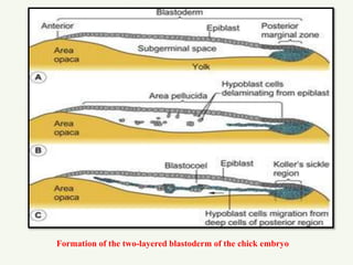 Development of chick embryo- structure of egg,cleavages,fate map and ...