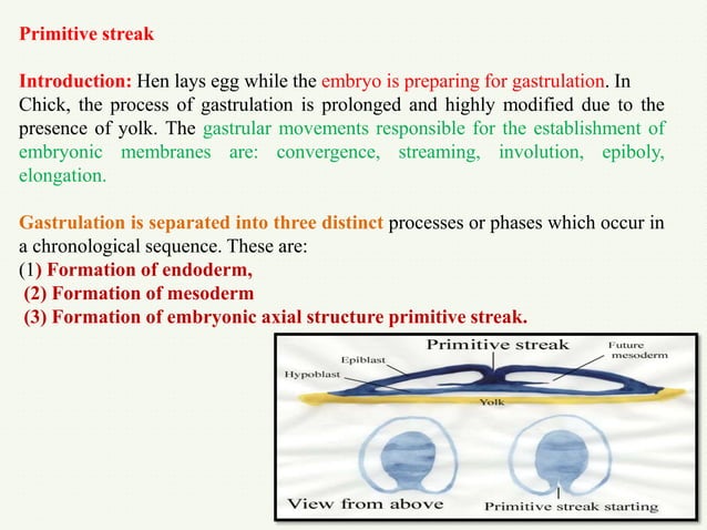 Development of chick embryo- structure of egg,cleavages,fate map and ...