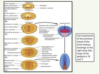 Development of chick embryo- structure of egg,cleavages,fate map and ...
