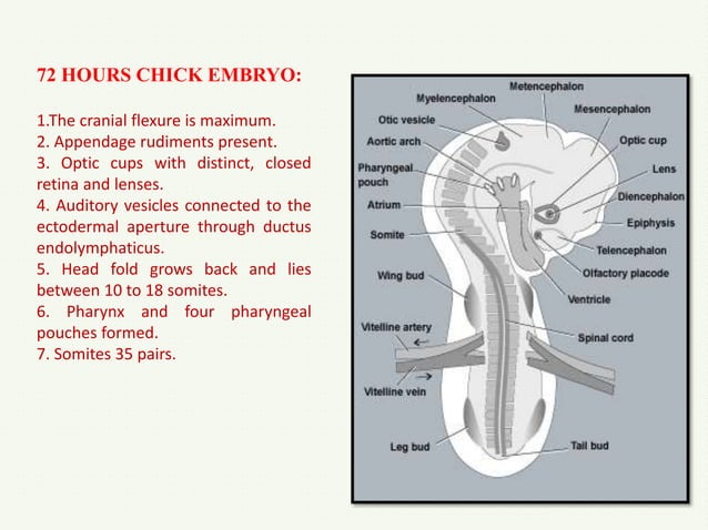 Development of chick embryo- structure of egg,cleavages,fate map and ...