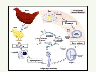 Development of chick embryo- structure of egg,cleavages,fate map and ...