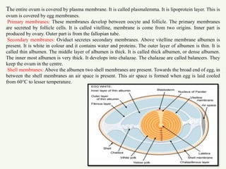 Development of chick embryo- structure of egg,cleavages,fate map and ...