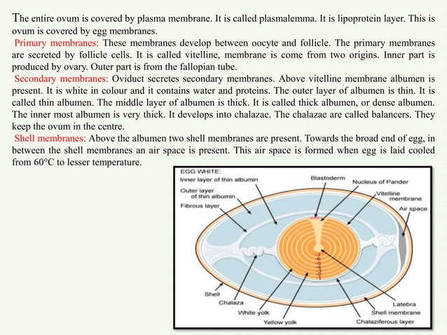 Development of chick embryo- structure of egg,cleavages,fate map and ...