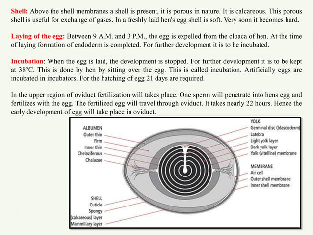 Development of chick embryo- structure of egg,cleavages,fate map and ...