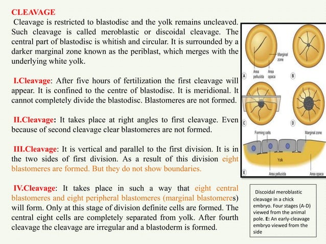 Development of chick embryo- structure of egg,cleavages,fate map and ...