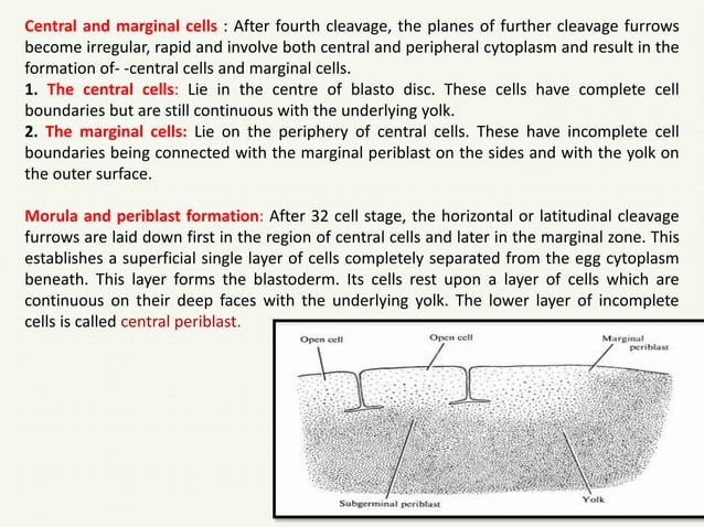 Development of chick embryo- structure of egg,cleavages,fate map and ...