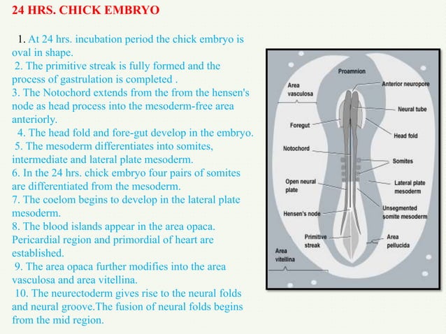 Development of chick embryo- structure of egg,cleavages,fate map and ...