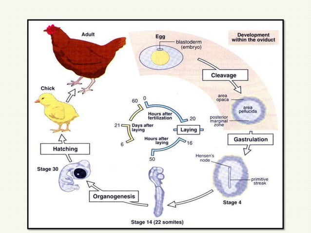 Development of chick embryo- structure of egg,cleavages,fate map and ...