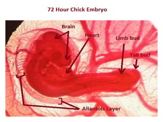 Development of chick embryo by tauqeer ahmad | PPT