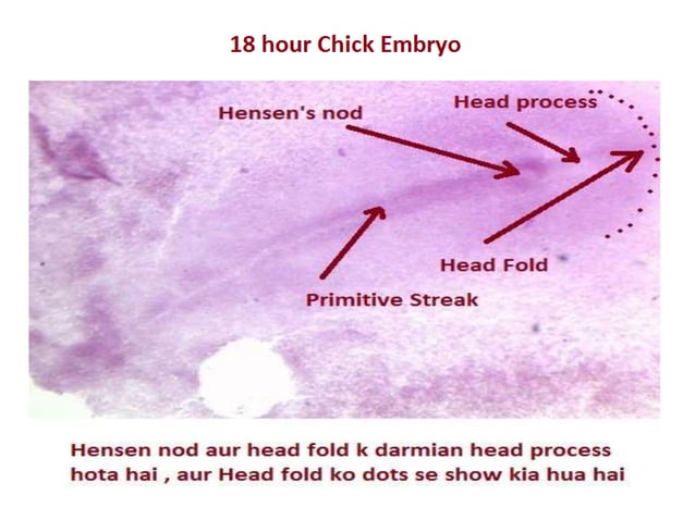 Development of chick embryo by tauqeer ahmad | PPT