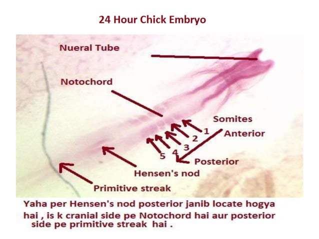 Development of chick embryo by tauqeer ahmad | PPT