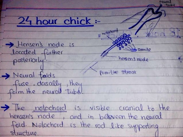 Development of chick embryo by tauqeer ahmad | PPT
