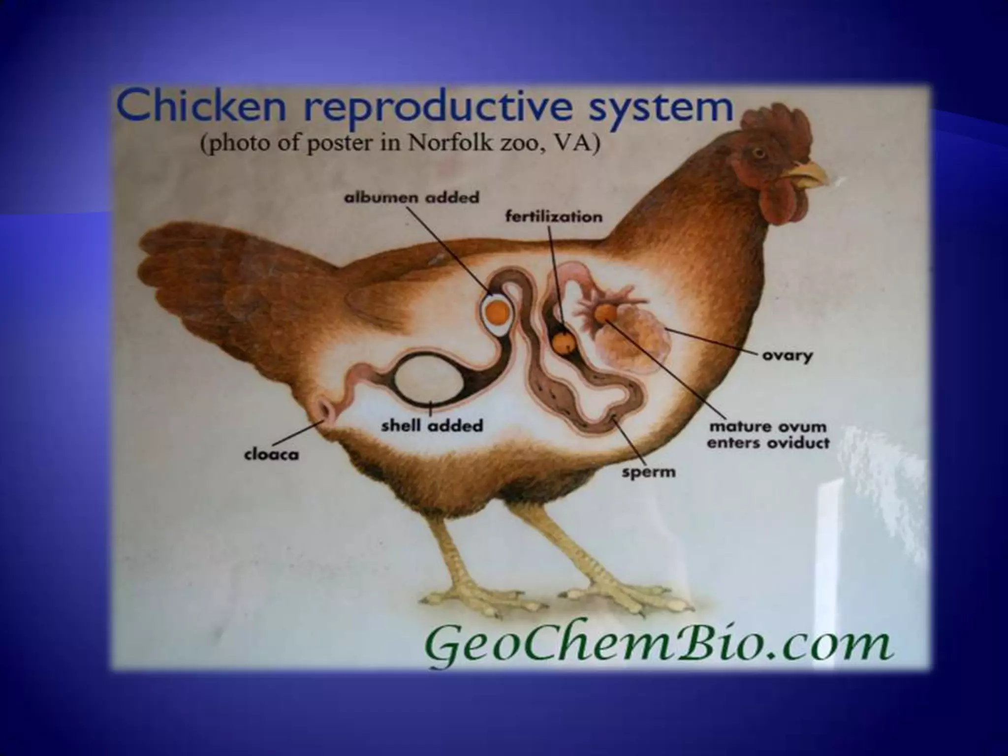 Development of chick powerpoint | PPTX