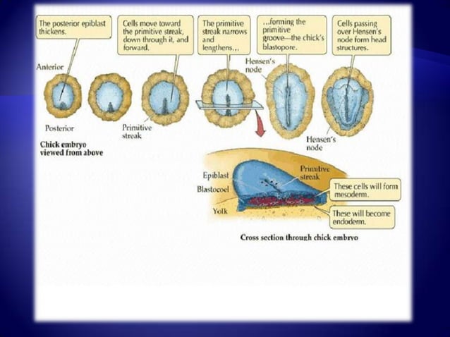 Development of chick powerpoint | PPTX