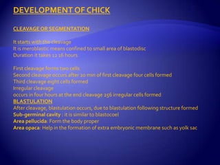 Development of chick powerpoint | PPTX