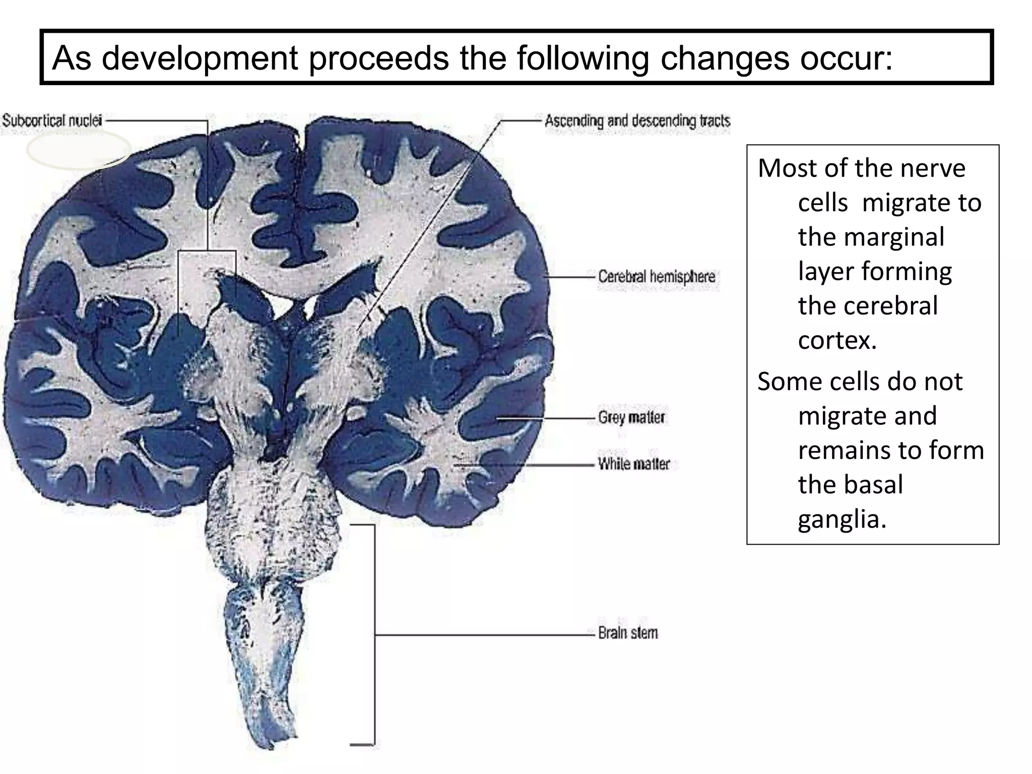 Development of CNS | PPT