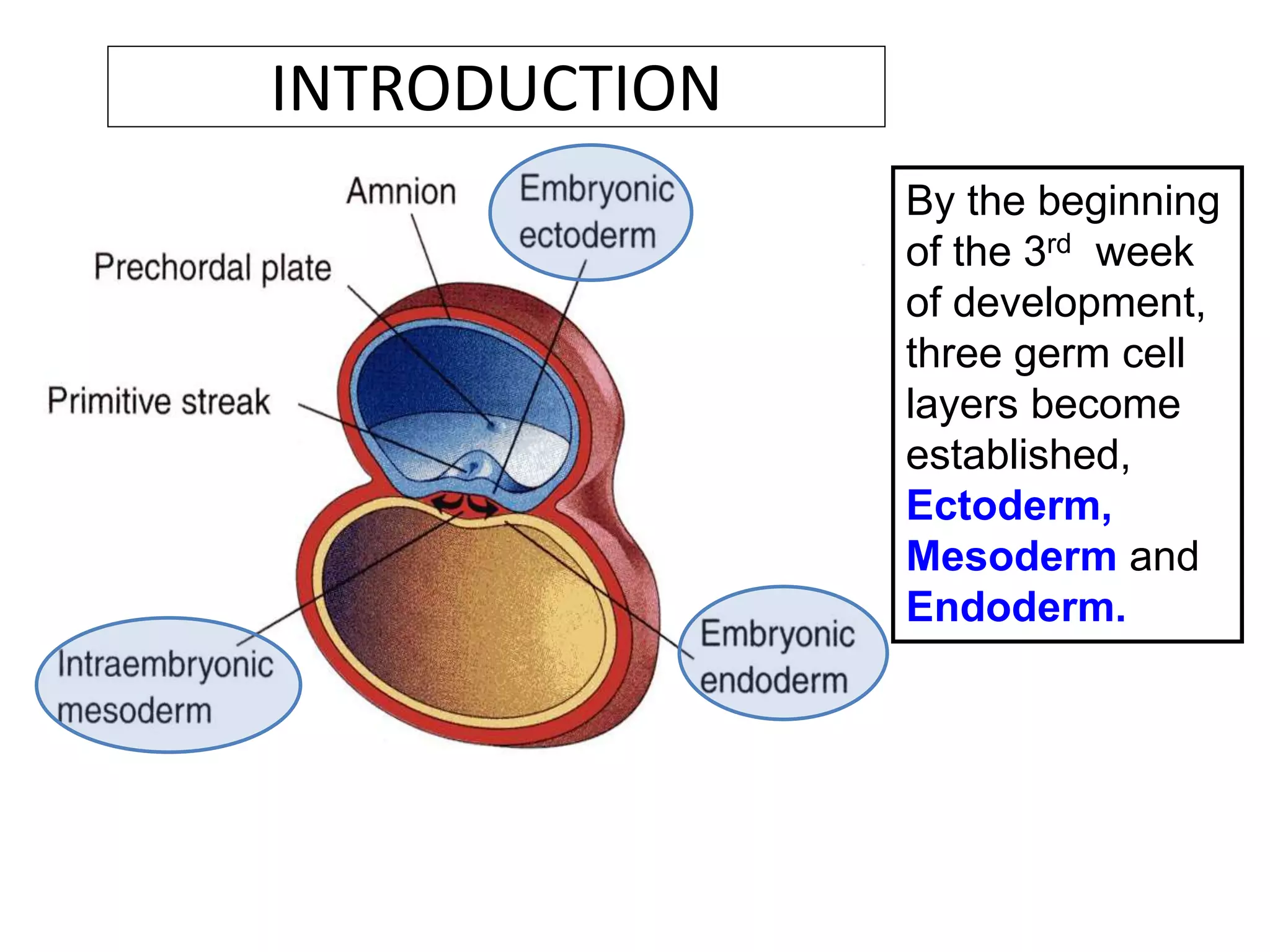 Development of CNS | PPT