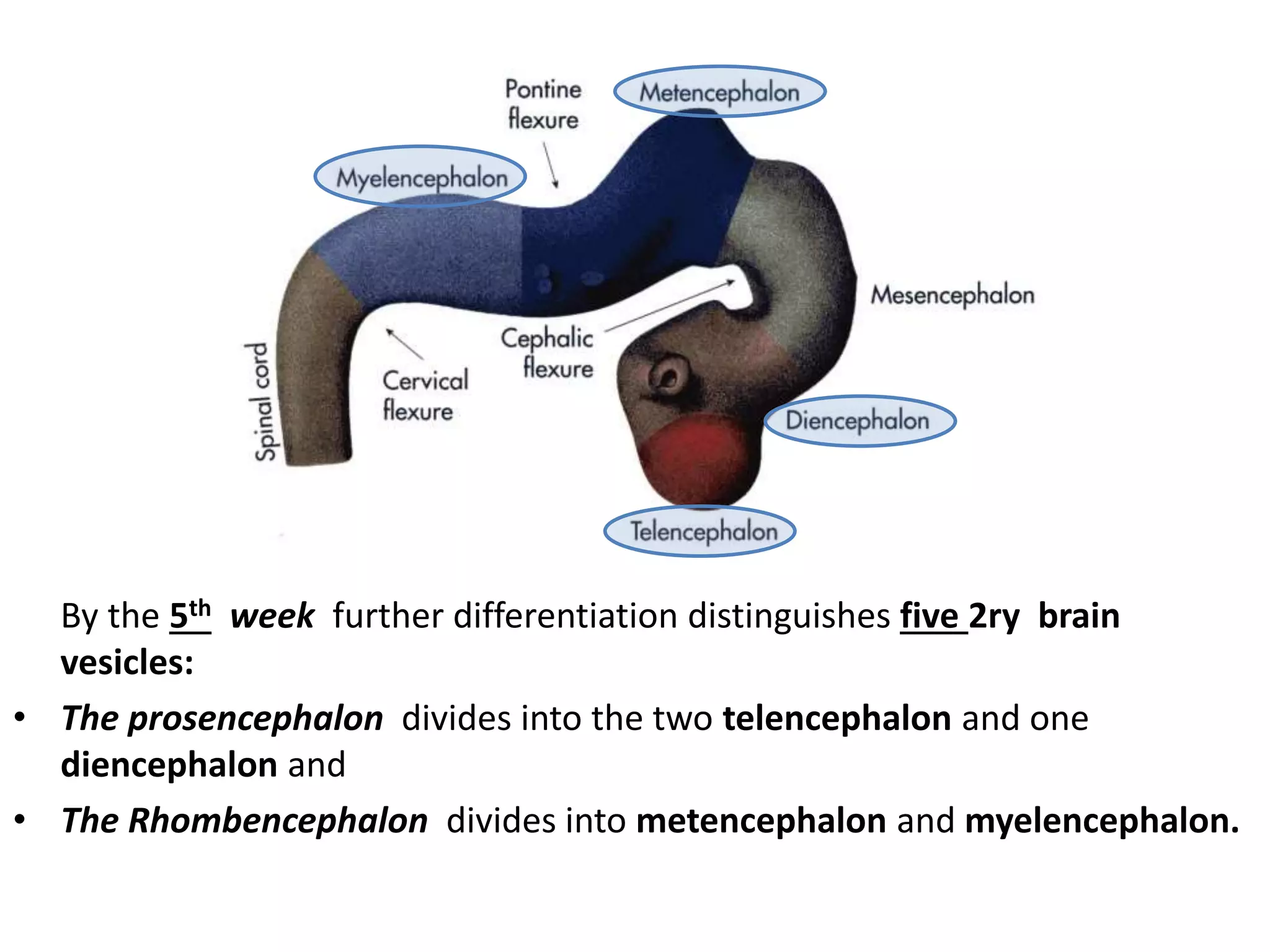 Development of CNS | PPT