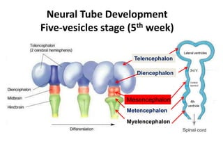 Development of CNS | PPT