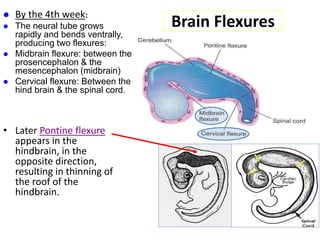 Development of CNS | PPT