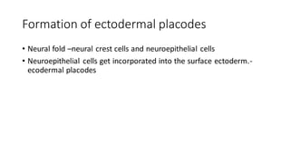Development of CNS.pdf lskskskskddkkdksksk | PPT
