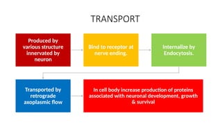 DEVELOPMENT OF CNS,describing the different stages | PPT
