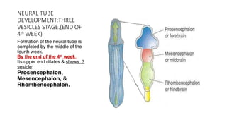 DEVELOPMENT OF CNS,describing the different stages | PPT