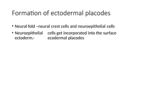 Development of CNS.pptx kjhjjnjjjkjkkkkkk | PPT