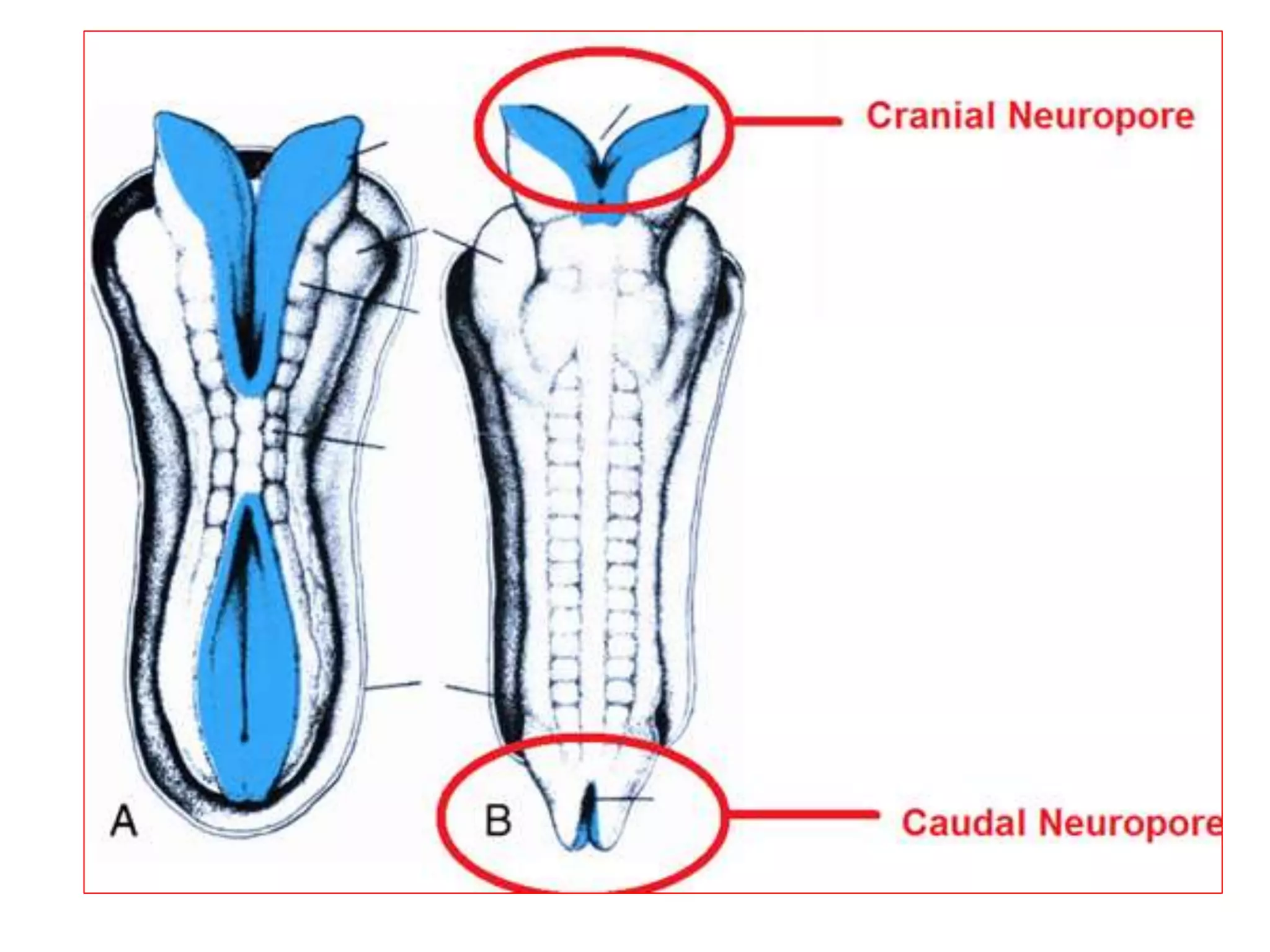 Development of CNS 01 | PPTX